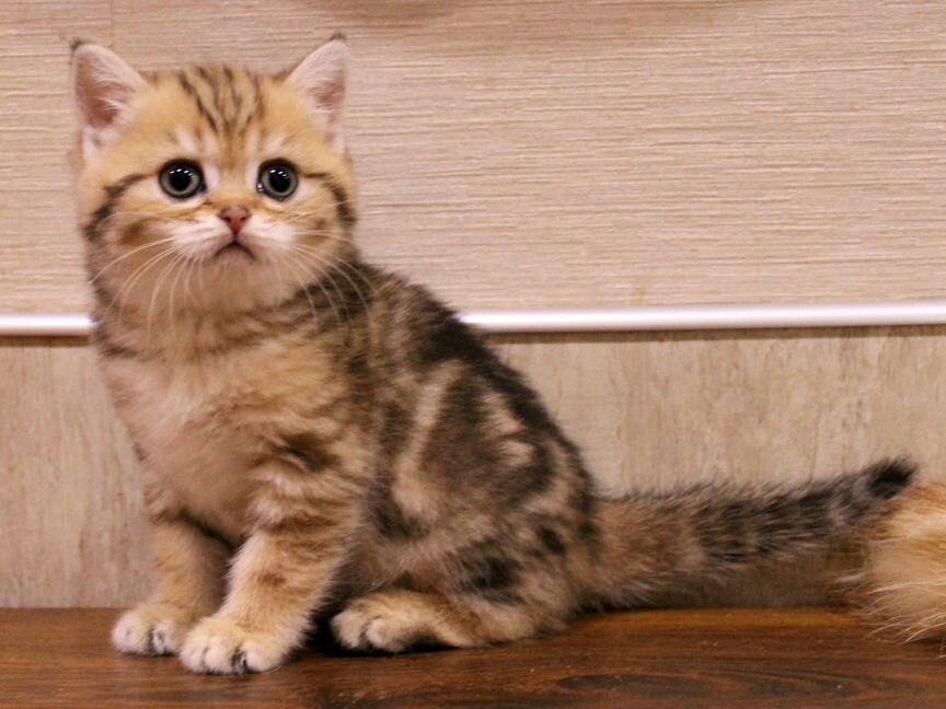 Британские котятки