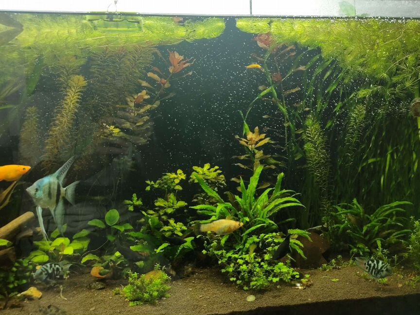 Аквариумные растения прополка