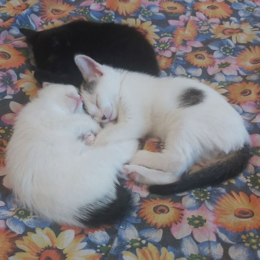 Отдам котят в добрые руки