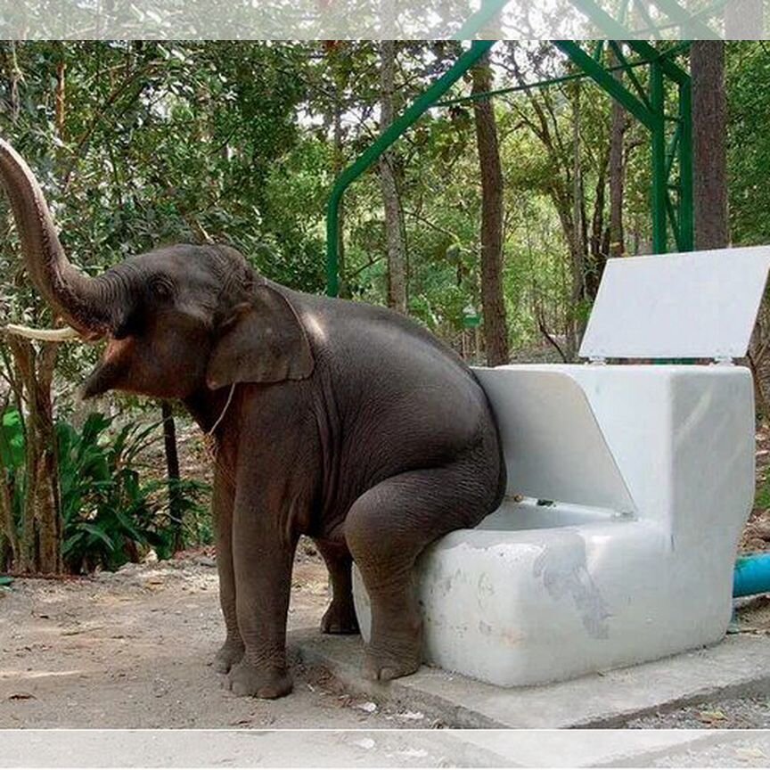 Донской сфинкс котёнок