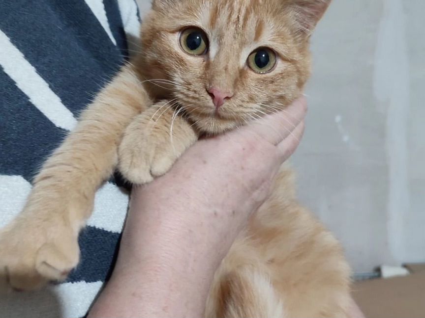 Котята в добрые руки рыжий мальчик