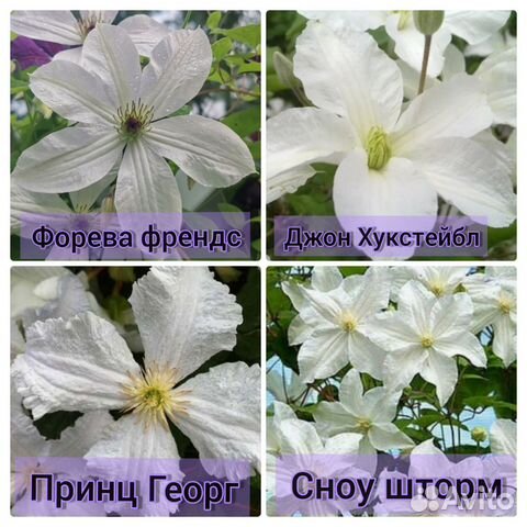 Клематисы белые 3 группы обрезки в контейнере р9 купить в Москве ...