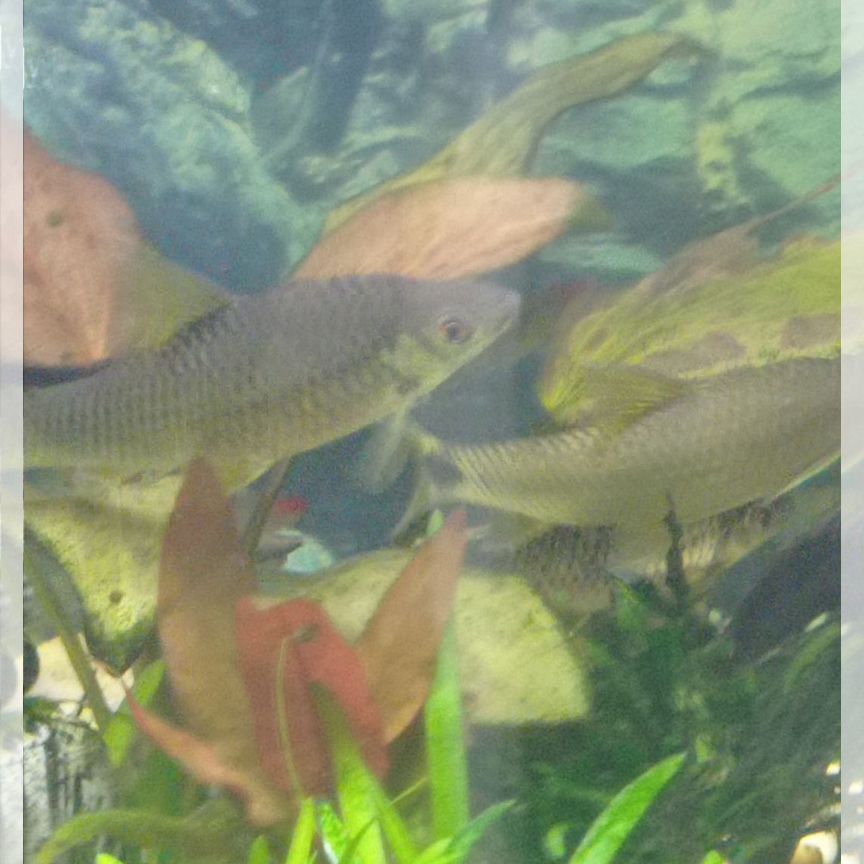 Сетчатый водрослеед