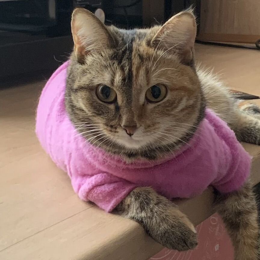 Отдам кошку в добрые руки с лотком