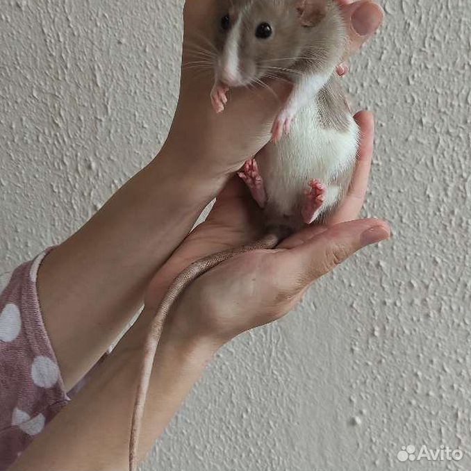 Отдам крыс дамбо. 11 месяцев