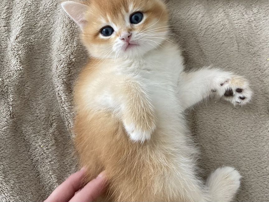 Котята 2 мес ny12 золотая шиншилла