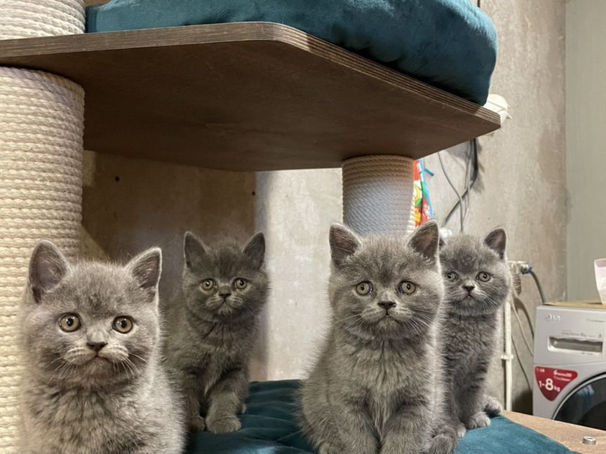 Британские котята