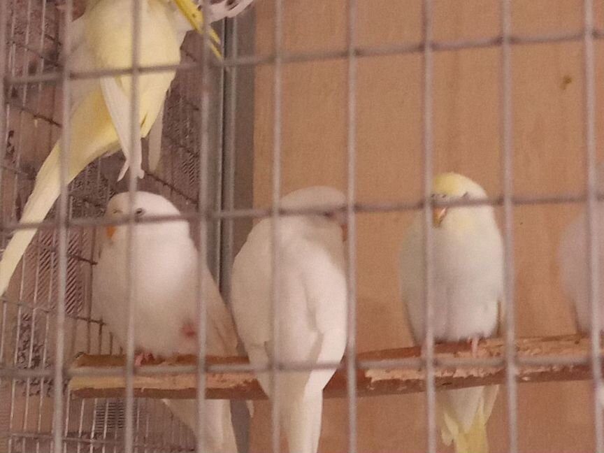 Птенцы попугаев