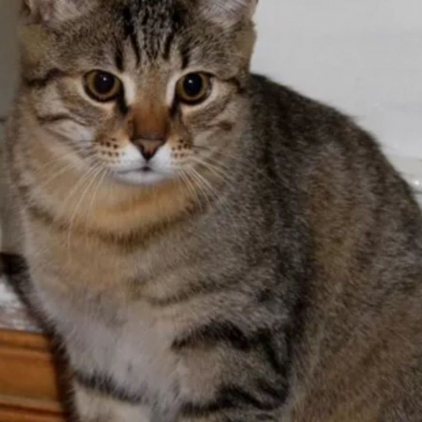 Кошечка подросток