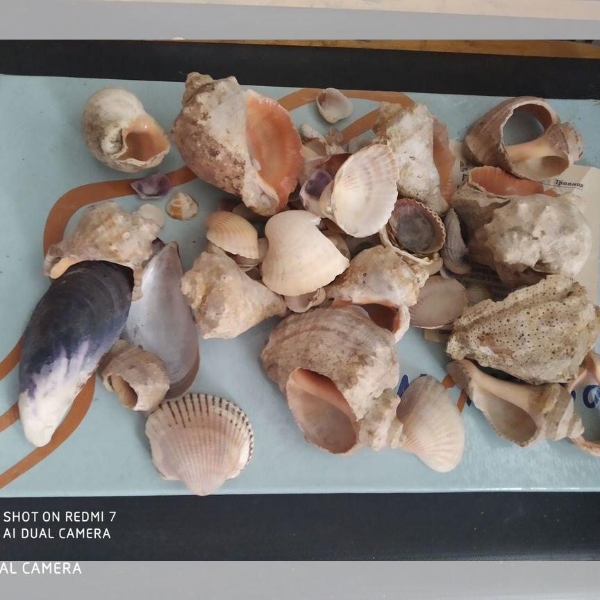 Ракушка и камешки для аквариума