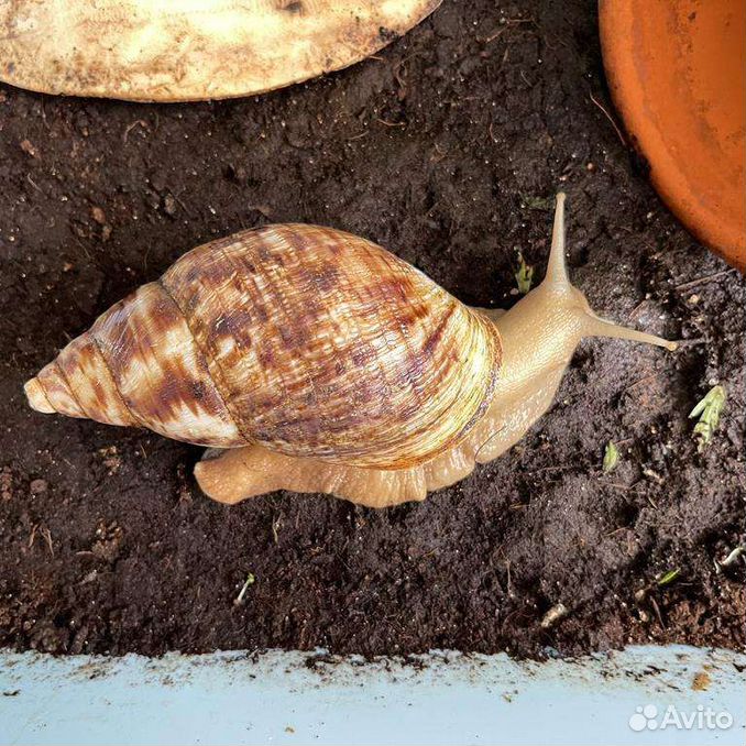 Улитка Ахатин альбинос бесплатно