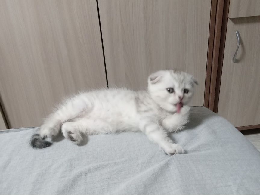 Кошка британка вислоухая