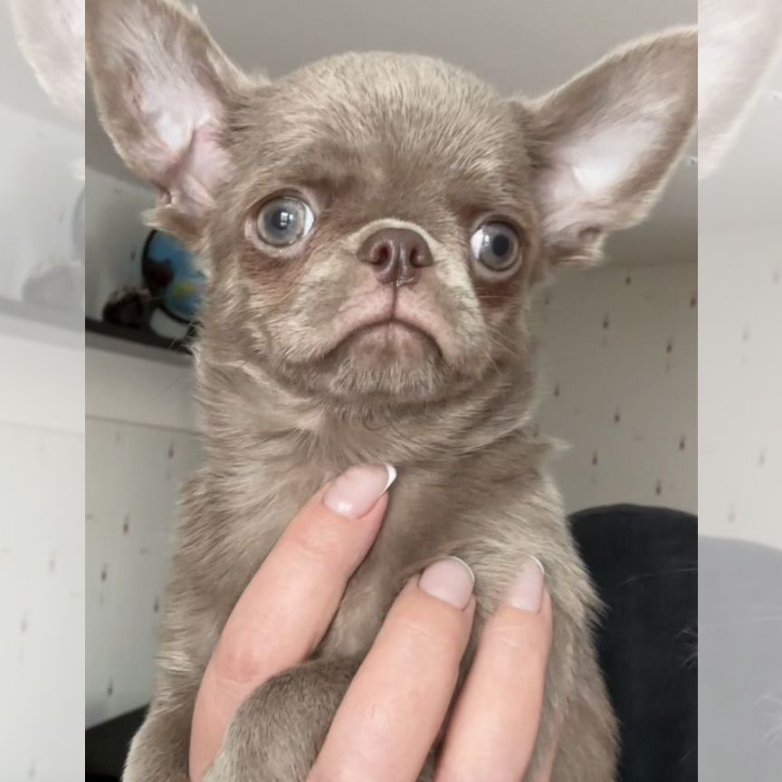 Чихуахуа, щенок