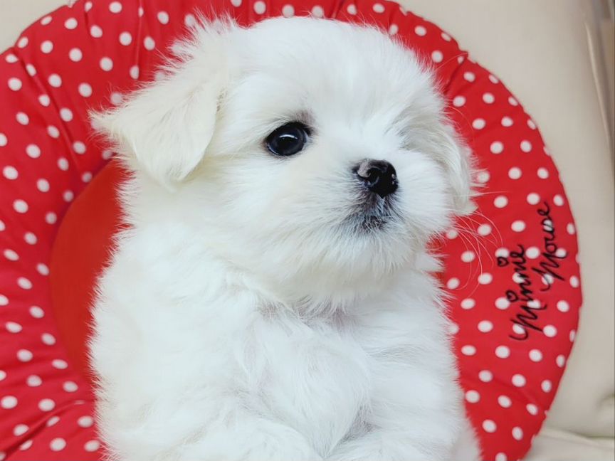 Роскошный мальчик Мальтийской Болонки. Мальтезе