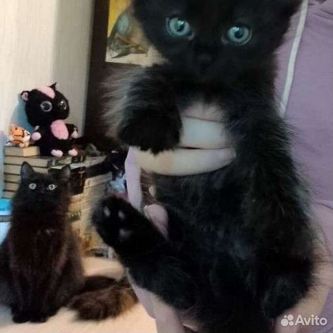 Котенок двухмесячный