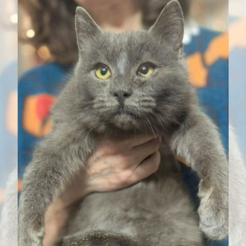 Шотландский котик
