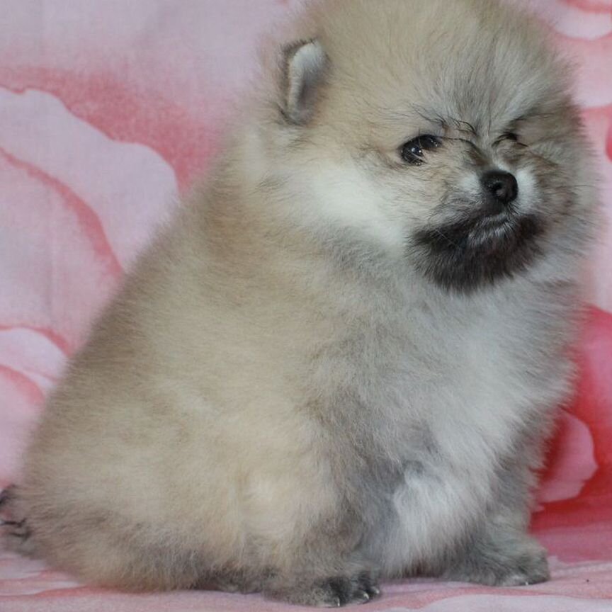 Померанский шпиц