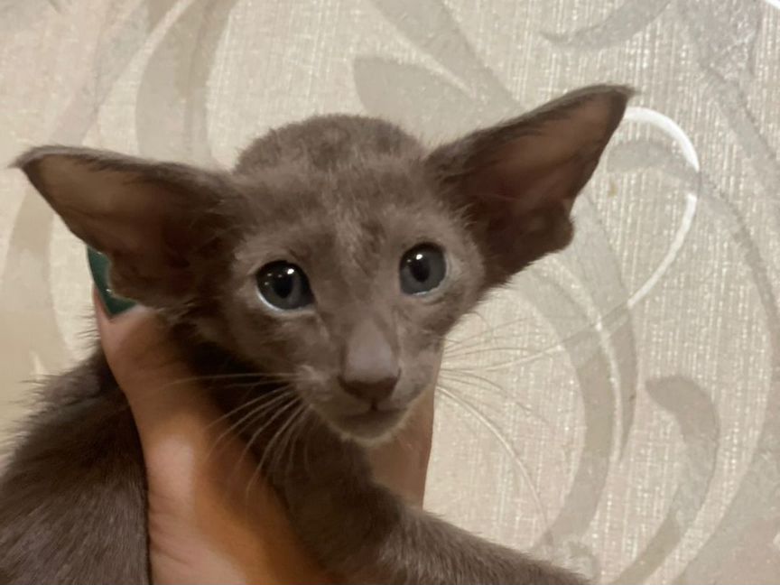 Ориентальный котенок