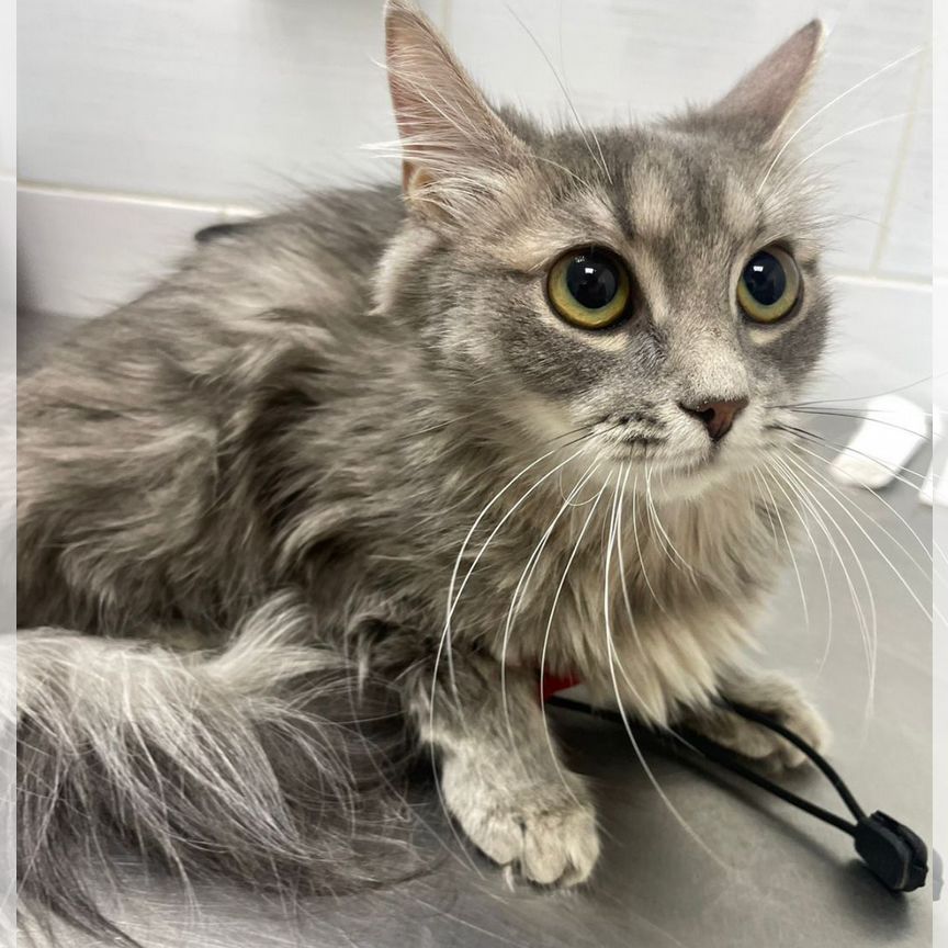 Урсула - юная девочка