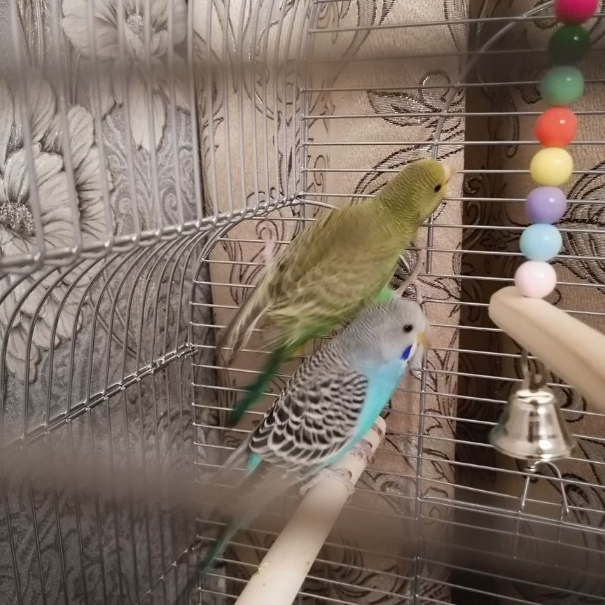 Волнистый попугай