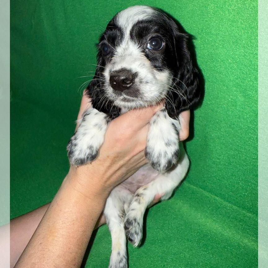 Русский охотничий спаниель, щенок