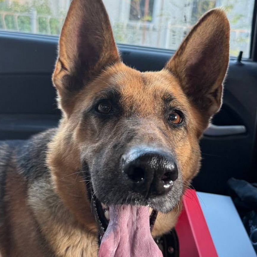 Немецкая овчарка, взрослая собака