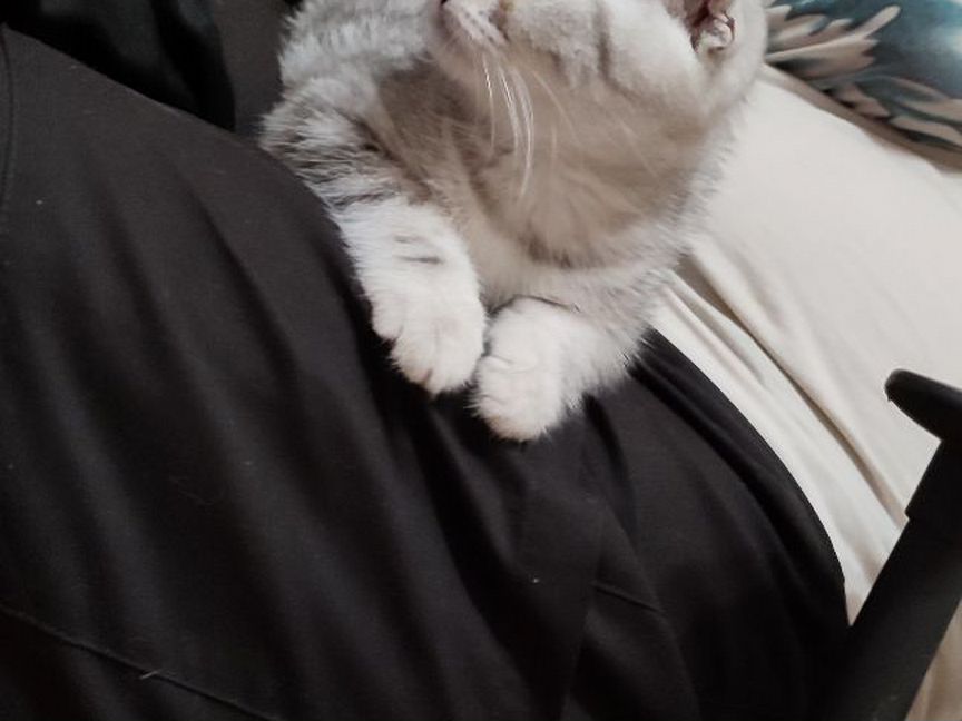 Шотландский вислоухий кот