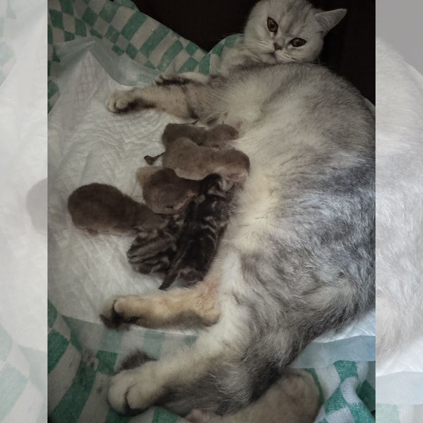 Шотландский прямоухий короткошёрстный котёнок