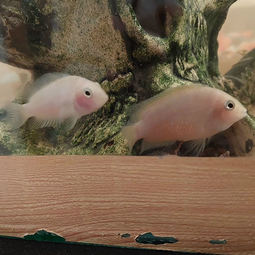 Аквариумные рыбки бесплатно