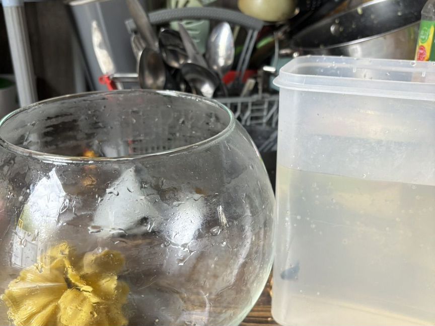 Аквариум с рыбкой петушок