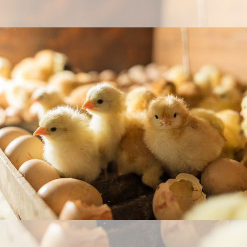 Продажа цыплят