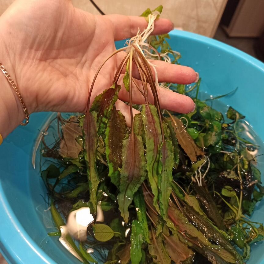 Криптокорины и Анубис. Прополка