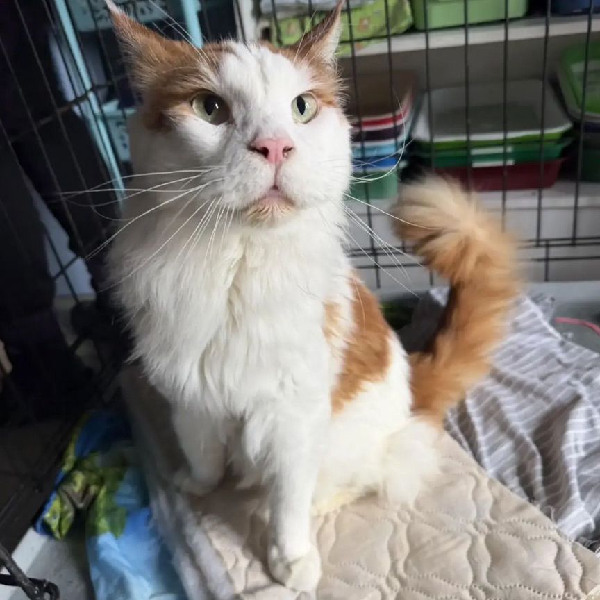 Мейн-кун, взрослый кот