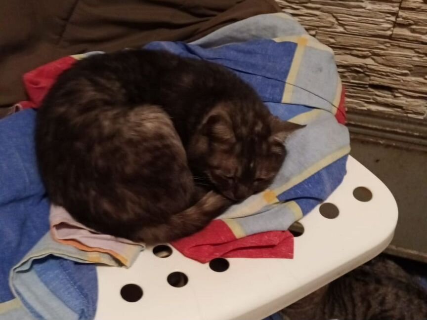 Дымок ждёт своего человека