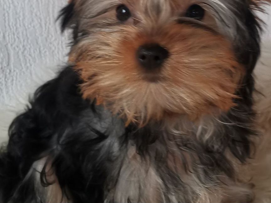 Йорки беби фейс РКФ