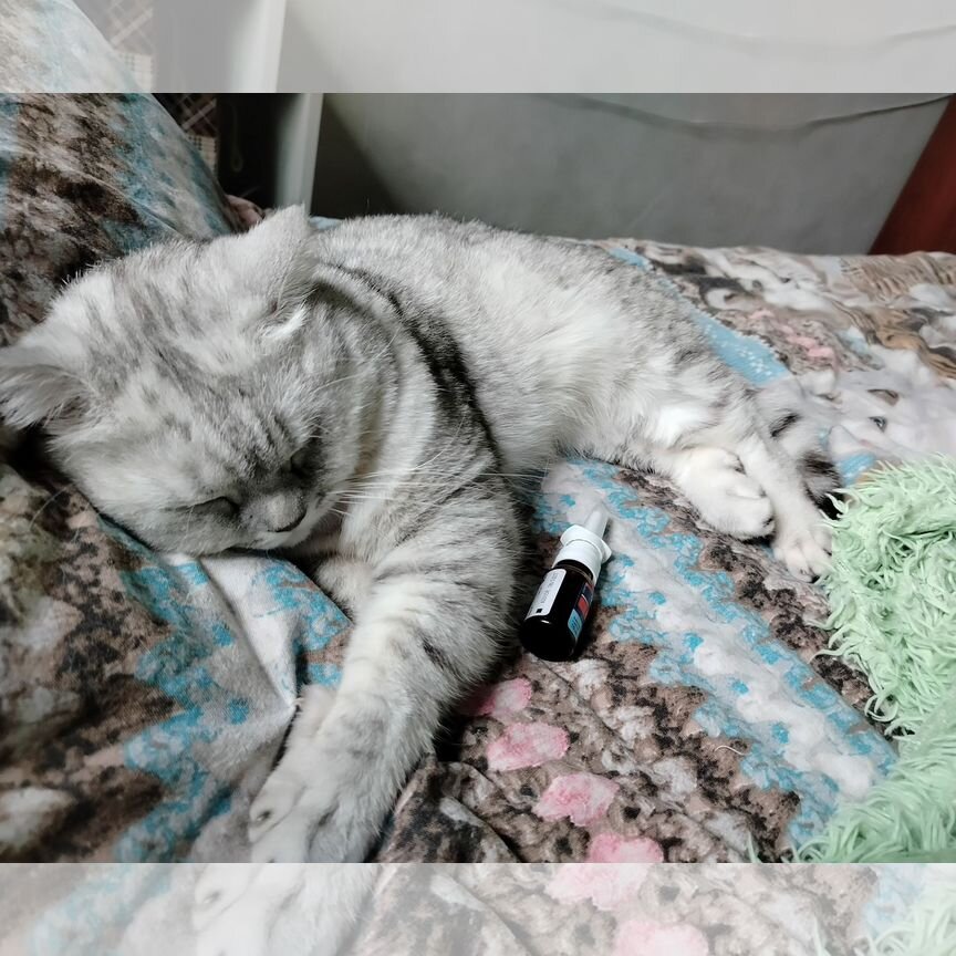 Отдам в добрые руки