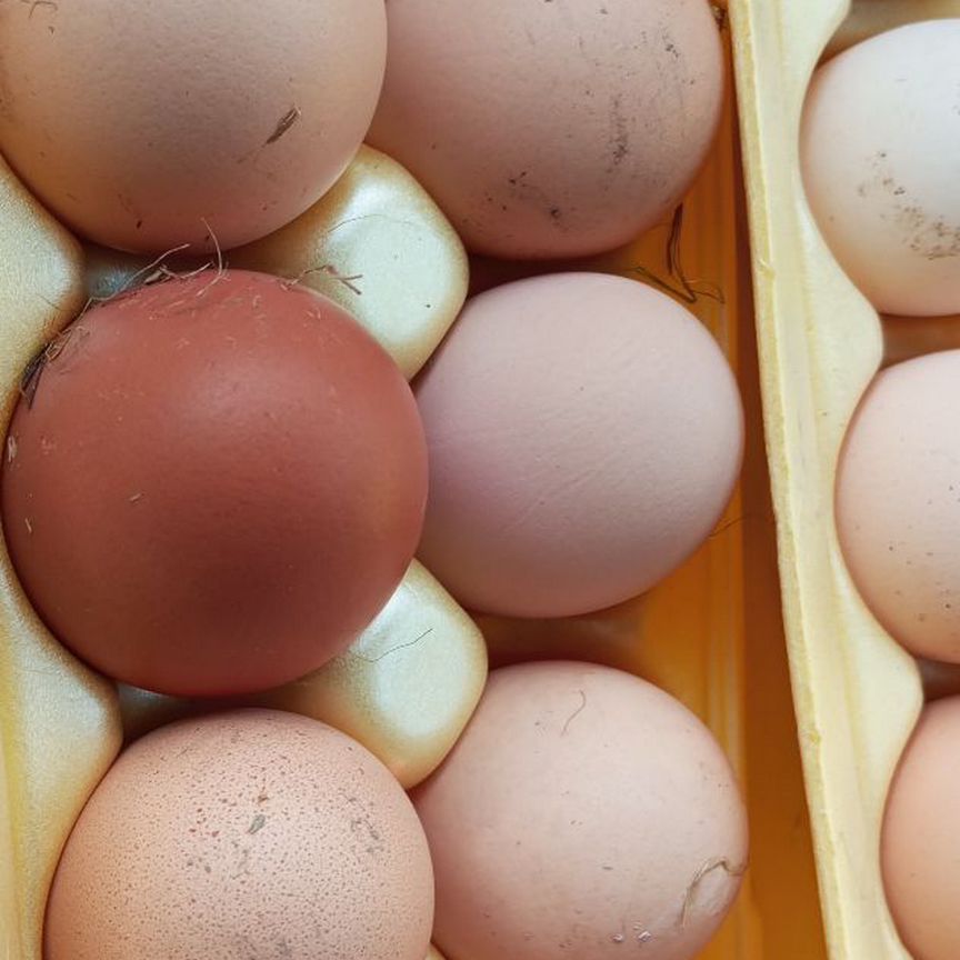 Яйца доминант, барковская, орпингтон