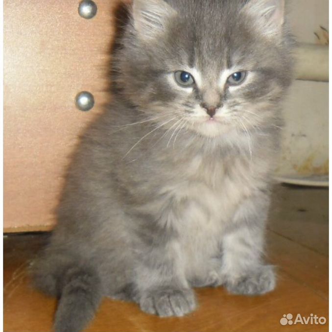 Серые котята 3 штуки