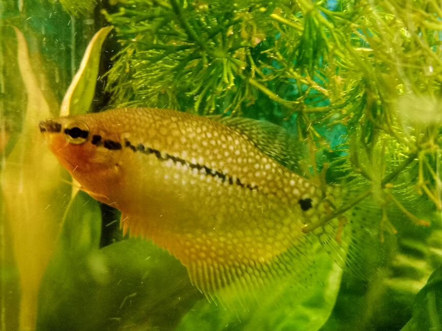 Гурами жемчужный