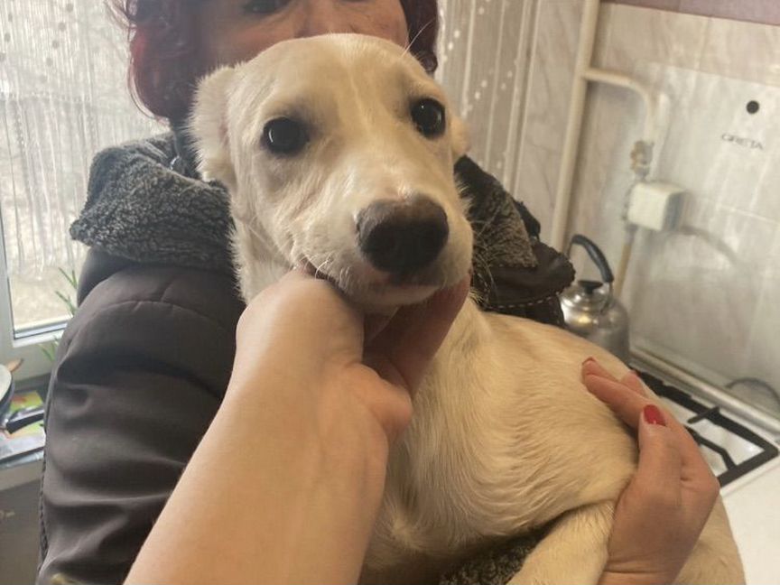 Потеряшка в добрые руки