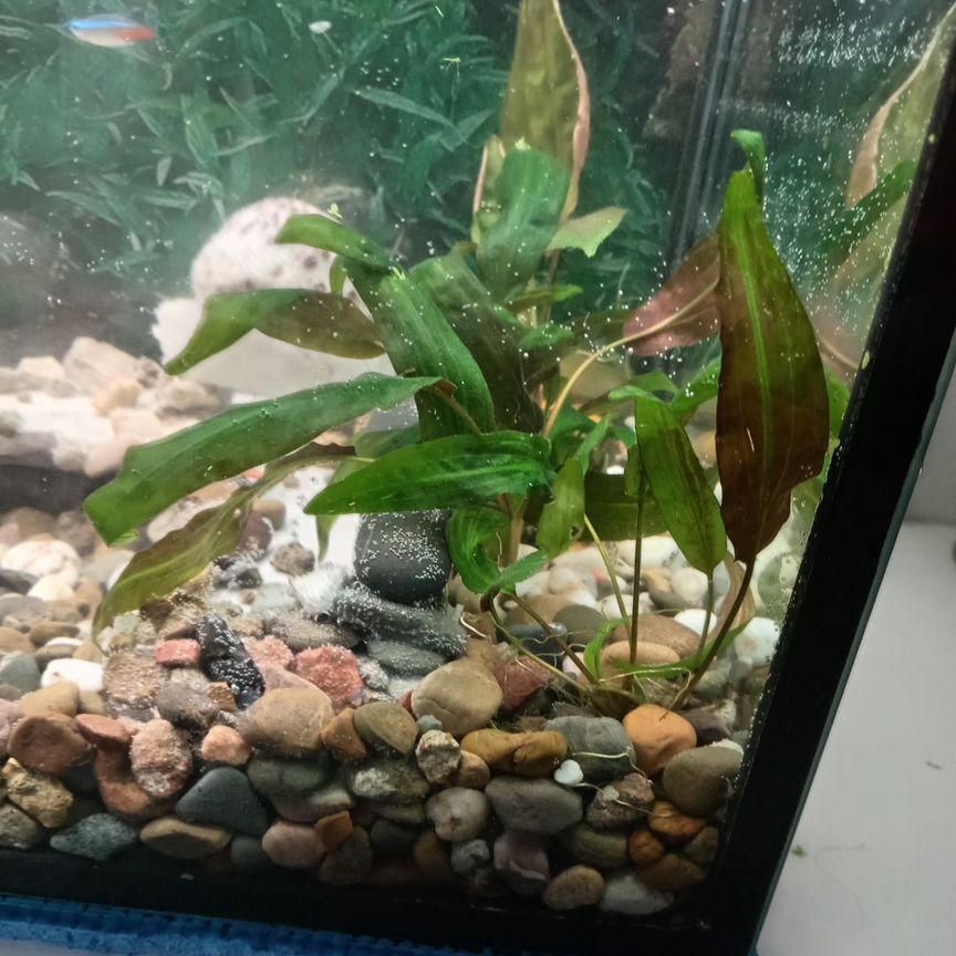 Аквариумные растения