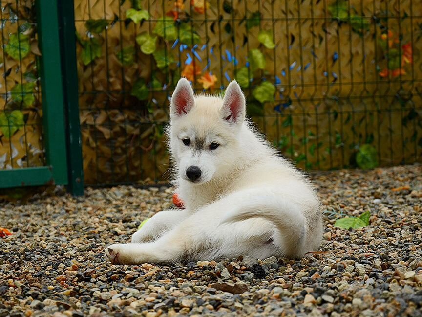 Сибирский хаски щенки