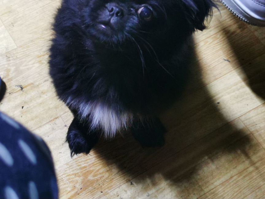 Продам пекинеса