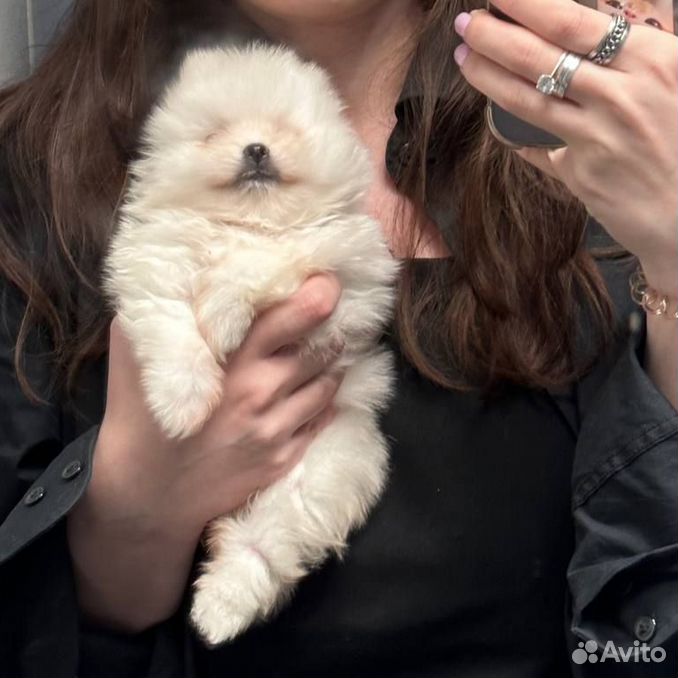 Померанская мини-шпицулька 2 месяца