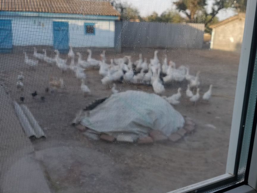 Гуси