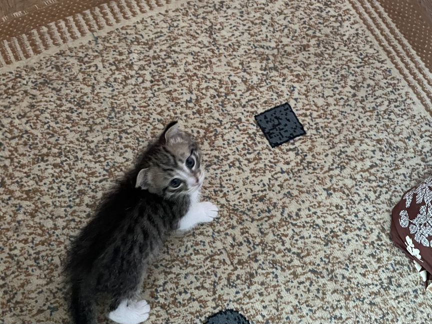 Котенок мальчик бесплатно