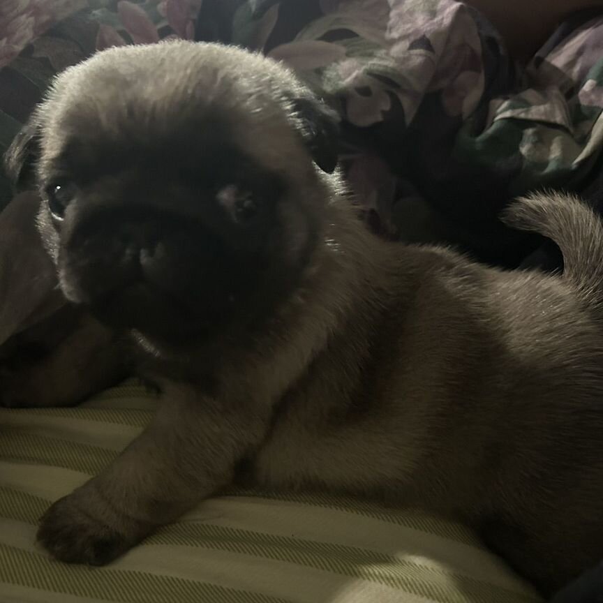 Мопс, щенок