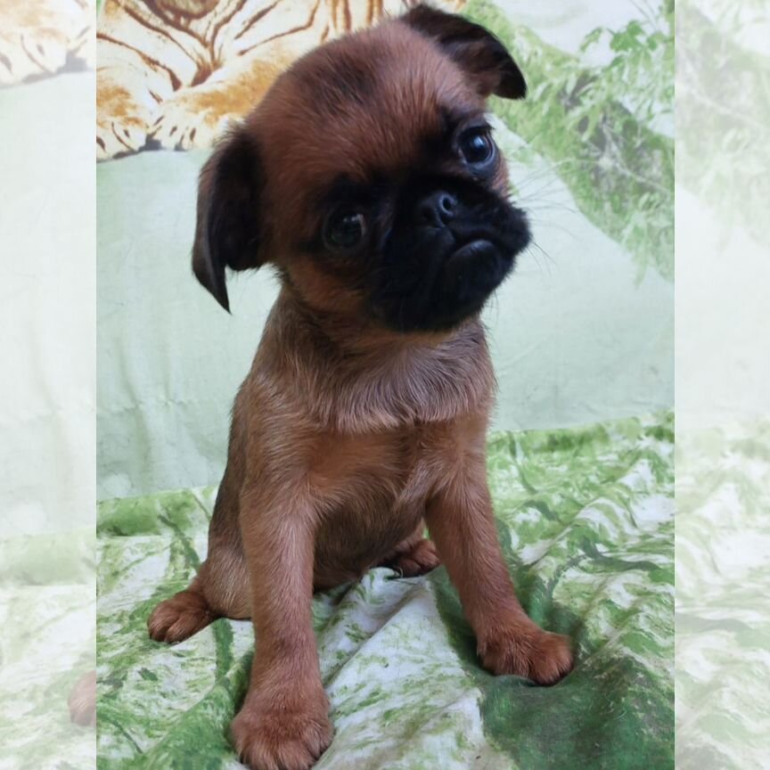 Пти брабансон