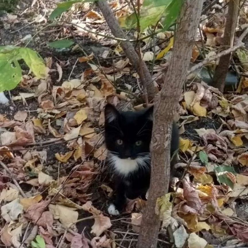 Sos погибают котята