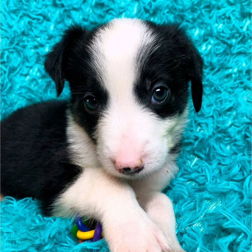 Щенок мальчик собака в добрые руки